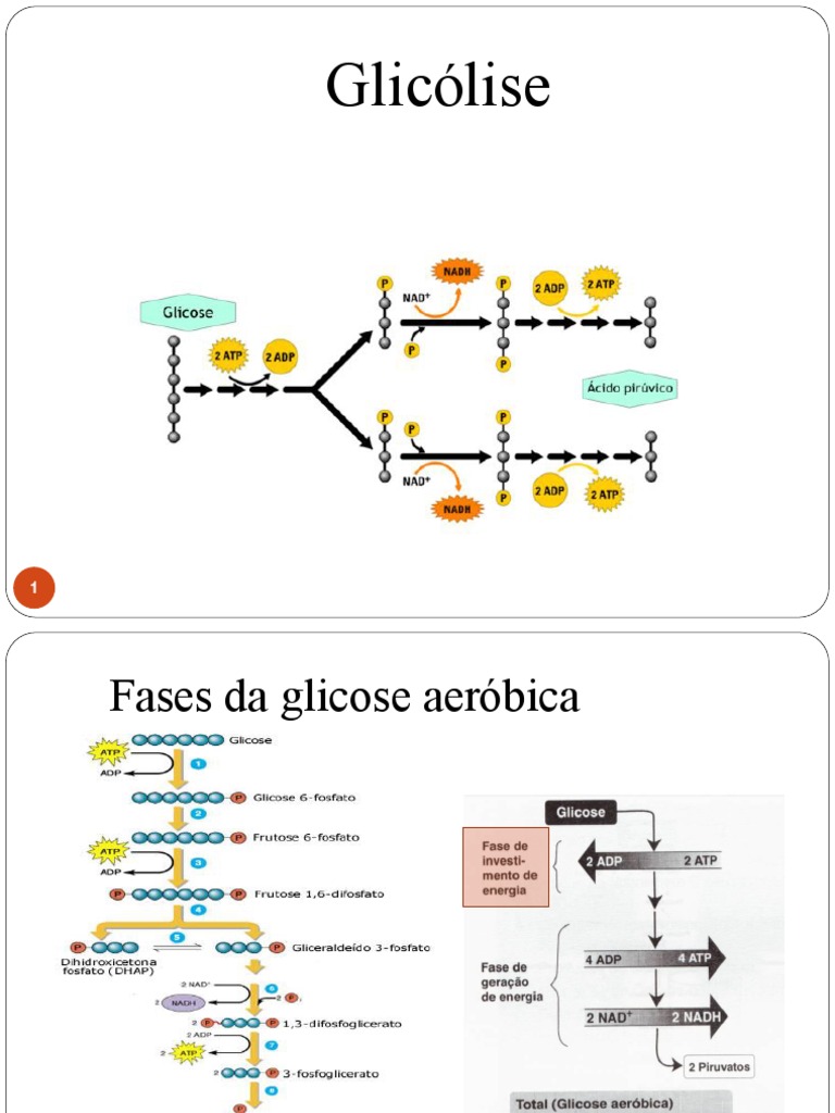 Glicolise 1 | PDF | Glicolise | Bioquímica