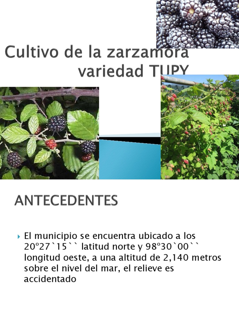 Clima y Cultivo de la Zarzamora | PDF | Clima | Plantas