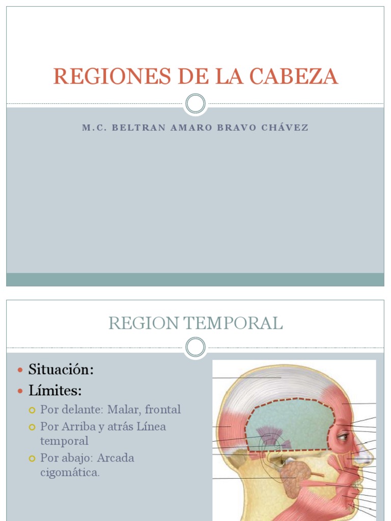 Regiones de La Cabeza I Anatomía Humana | Descargar gratis PDF ...
