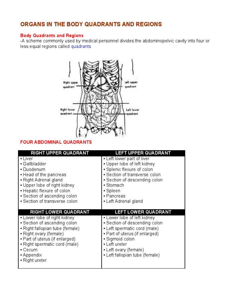 9 Quadrants Of Abdomen And Organs
