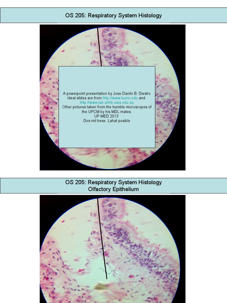 Histology Respiratory Pdf Respiratory System Lung