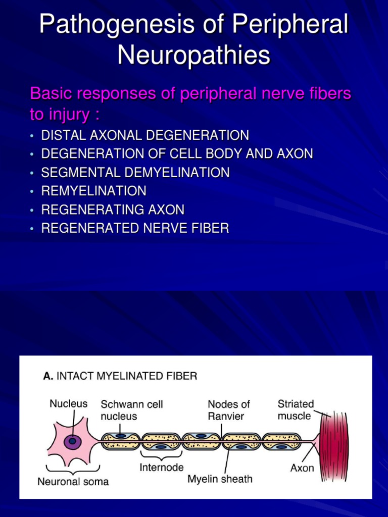 Pathogenesis of Peripheral Nerve Disorder | PDF | Peripheral Neuropathy ...