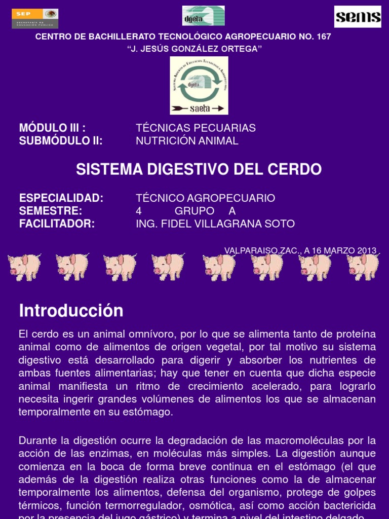 Aparato Digestivo Del Cerdo | Digestión | Sistema digestivo humano
