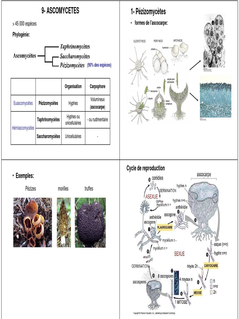 Ascomycètes : Classification et Reproduction | PDF | Champignons | Levure