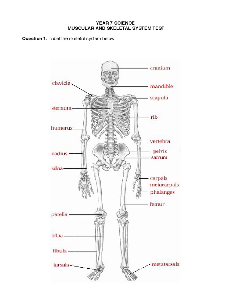 Year 7 Muscular & Skeletal Test | PDF | Computers