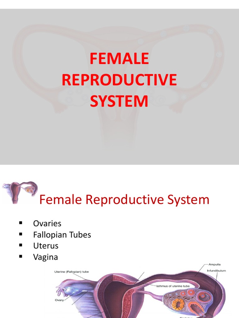 Female Reproductive System | PDF | Ovary | Uterus