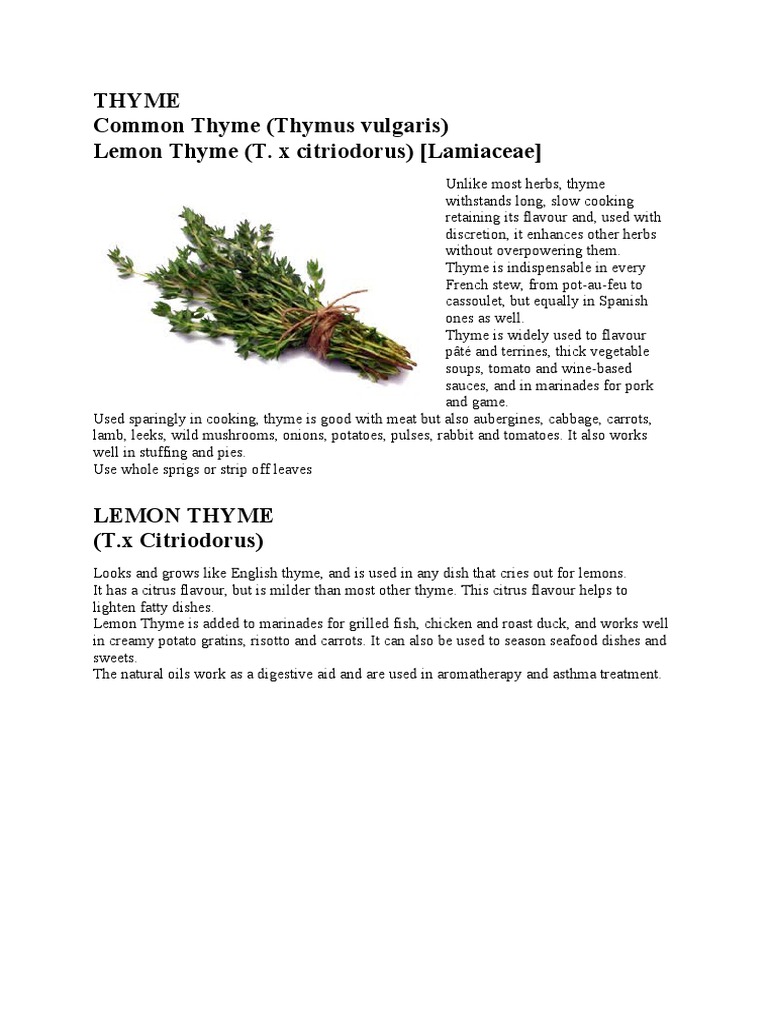 An In-Depth Exploration of Thyme and its Uses in Cooking and Medicine ...