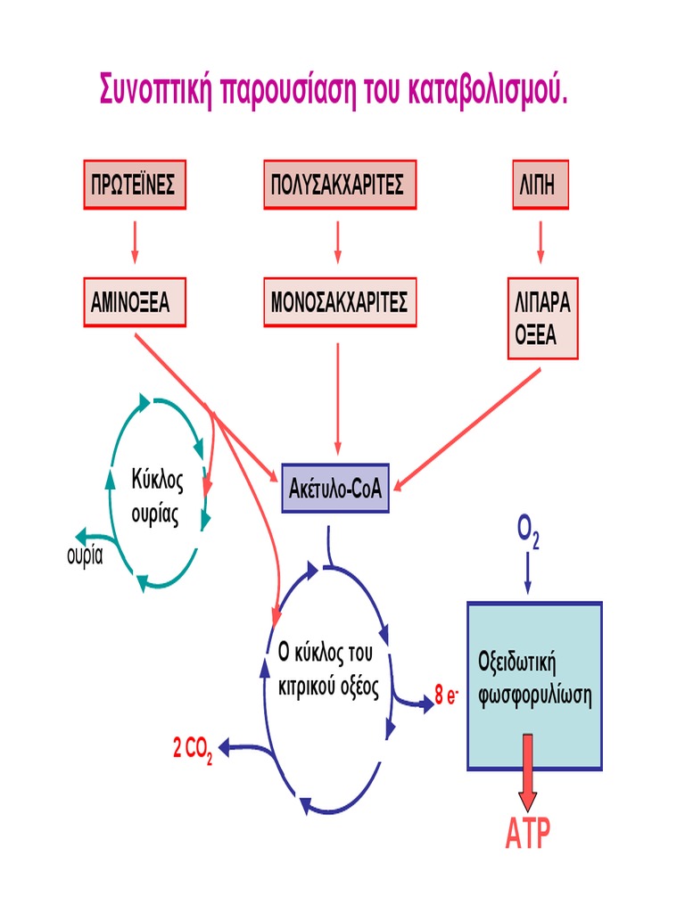 Λειτουργια Μεταβολισμου | PDF