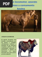 Ciclo de Vida de La Vaca | PDF | Vacas | Leche