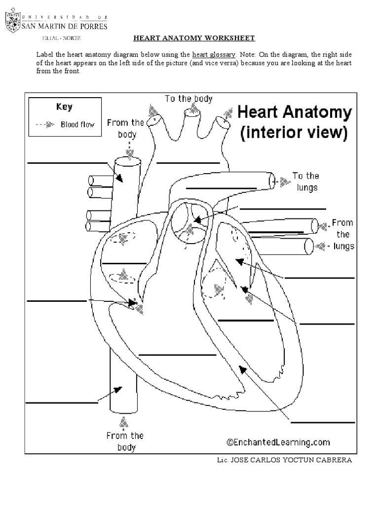Heart Anatomy Worksheet | PDF | Atrium (Heart) | Heart