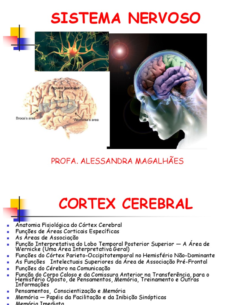 Sistema Nervoso Central: Estrutura e Funções do Córtex Cerebral | PDF ...