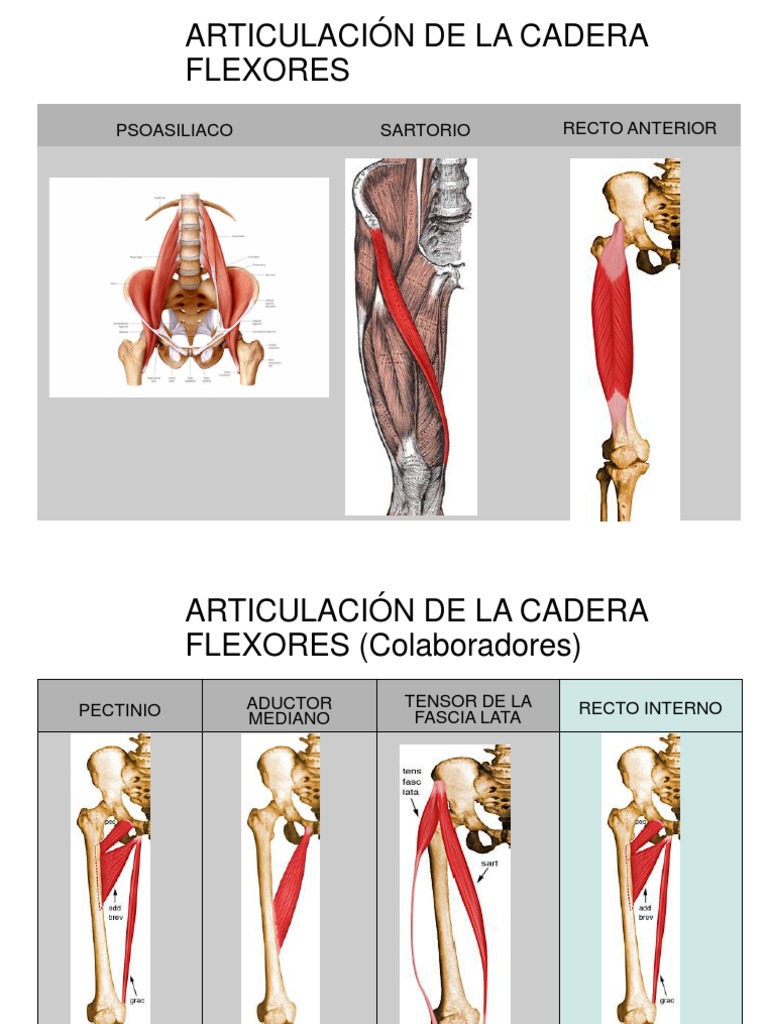 Tema 8 Musculos de La Cadera | PDF
