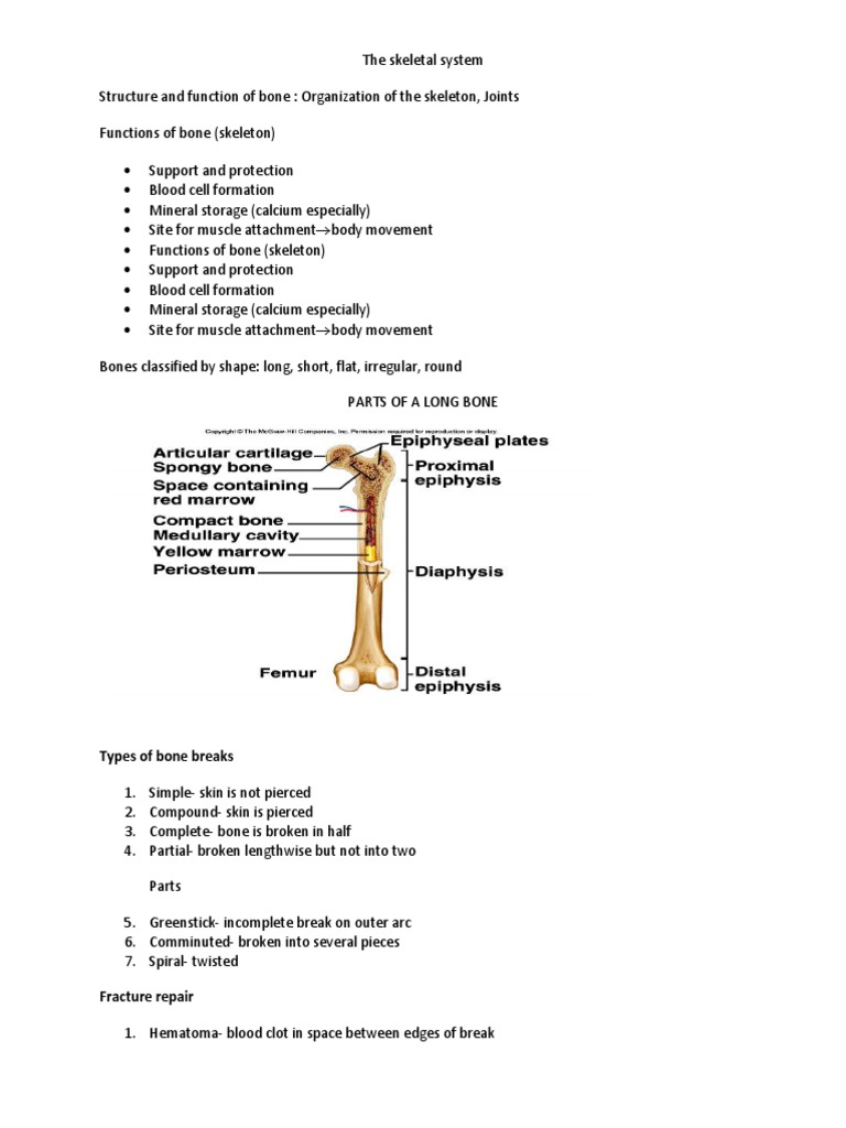 Skeletal System Structure Functions And Types Of Joints Bones Pdf