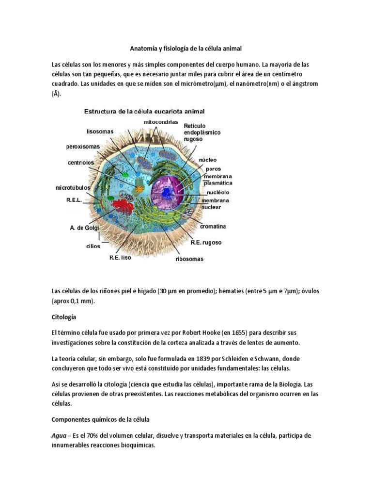 Anatomía y fisiología de la célula animal | PDF | Citoplasma | Biología ...