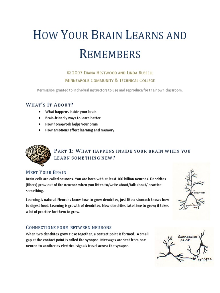 How Your Brain Learns and Remembers | PDF | Neuron | Synapse