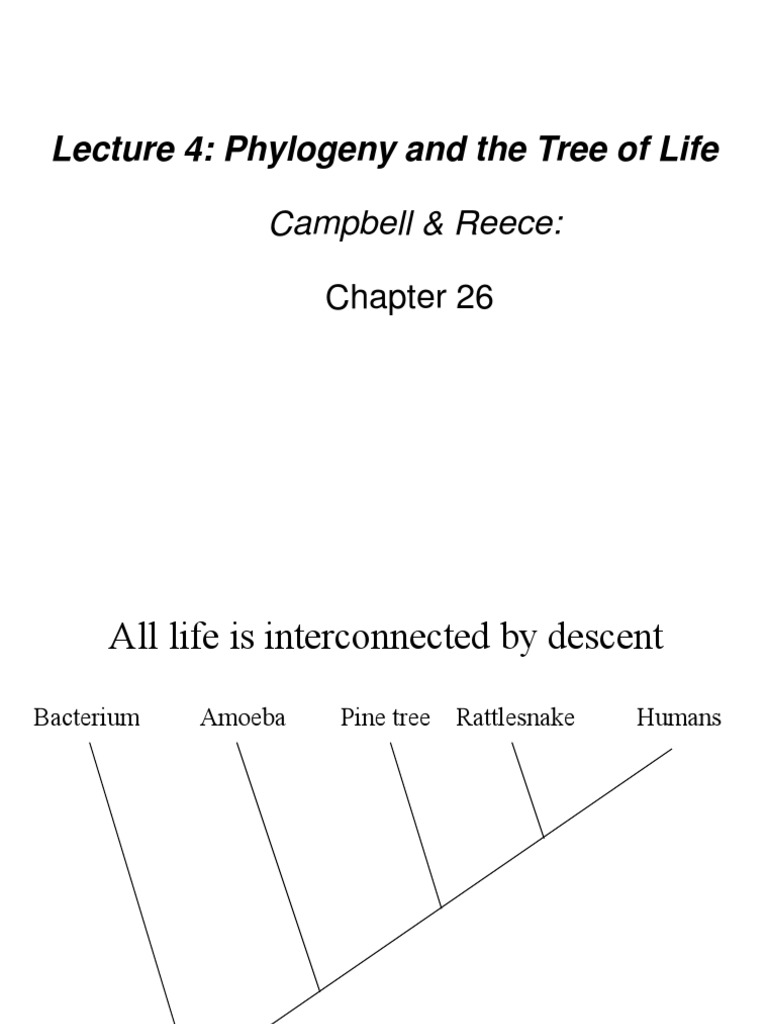 Phylogeny.ppt | Homology (Biology) | Taxonomy (Biology)
