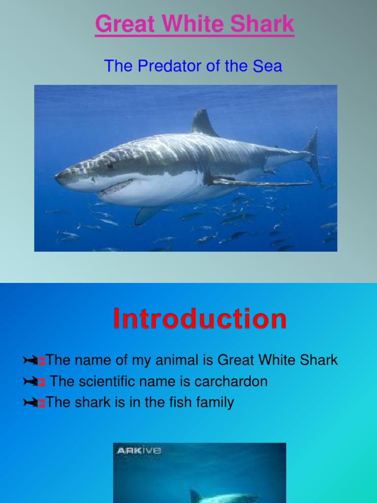 Shark Powerpoint | PDF