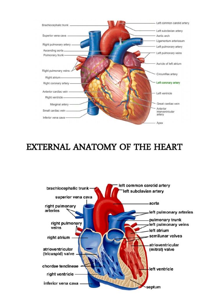 Anatomy of The Heart Review | PDF