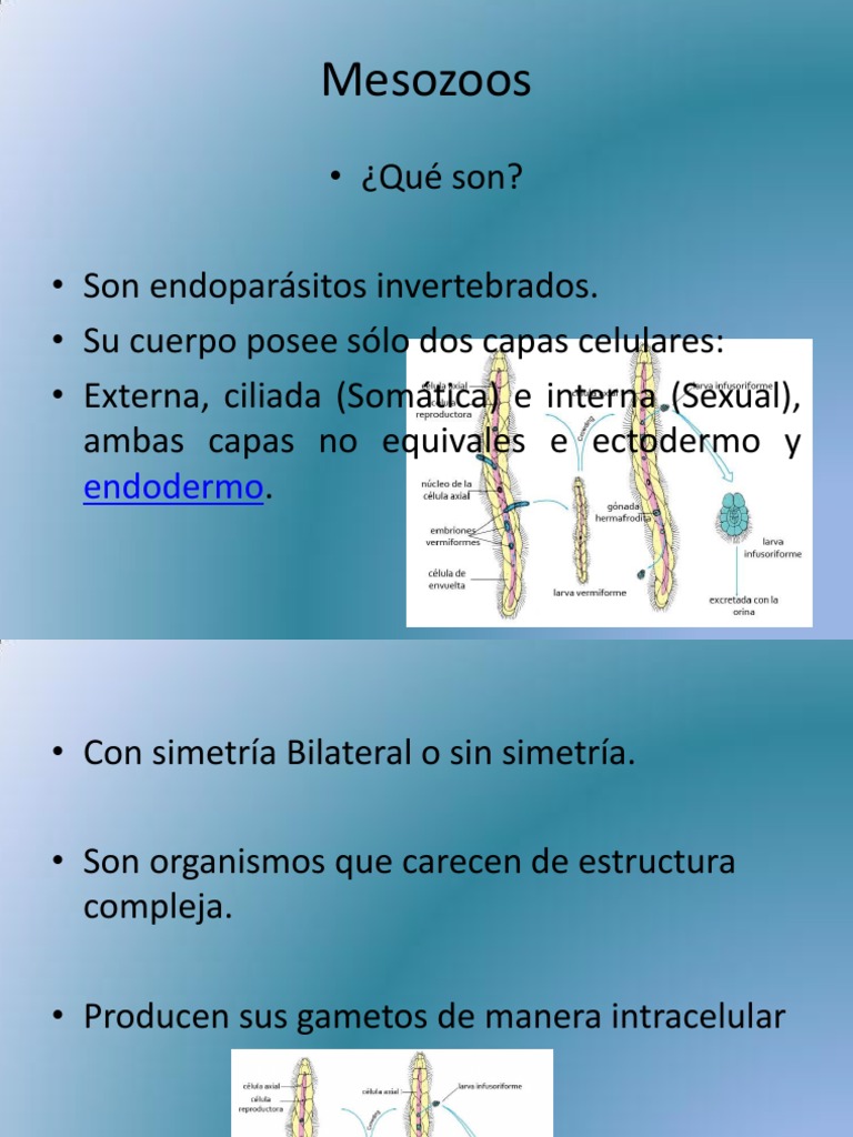 Mesozoos: Parásitos Invertebrados Marinos | PDF | Esponja | Zoología