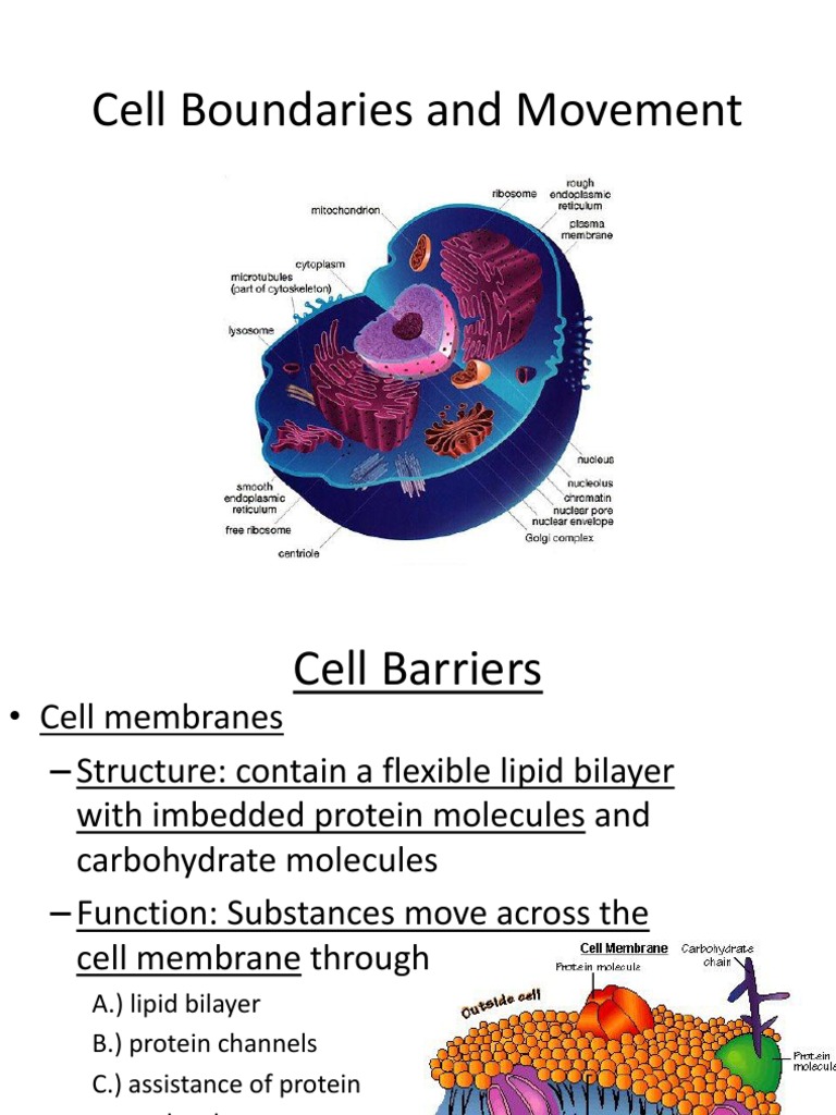 Cell Movement | Cell Membrane | Osmosis