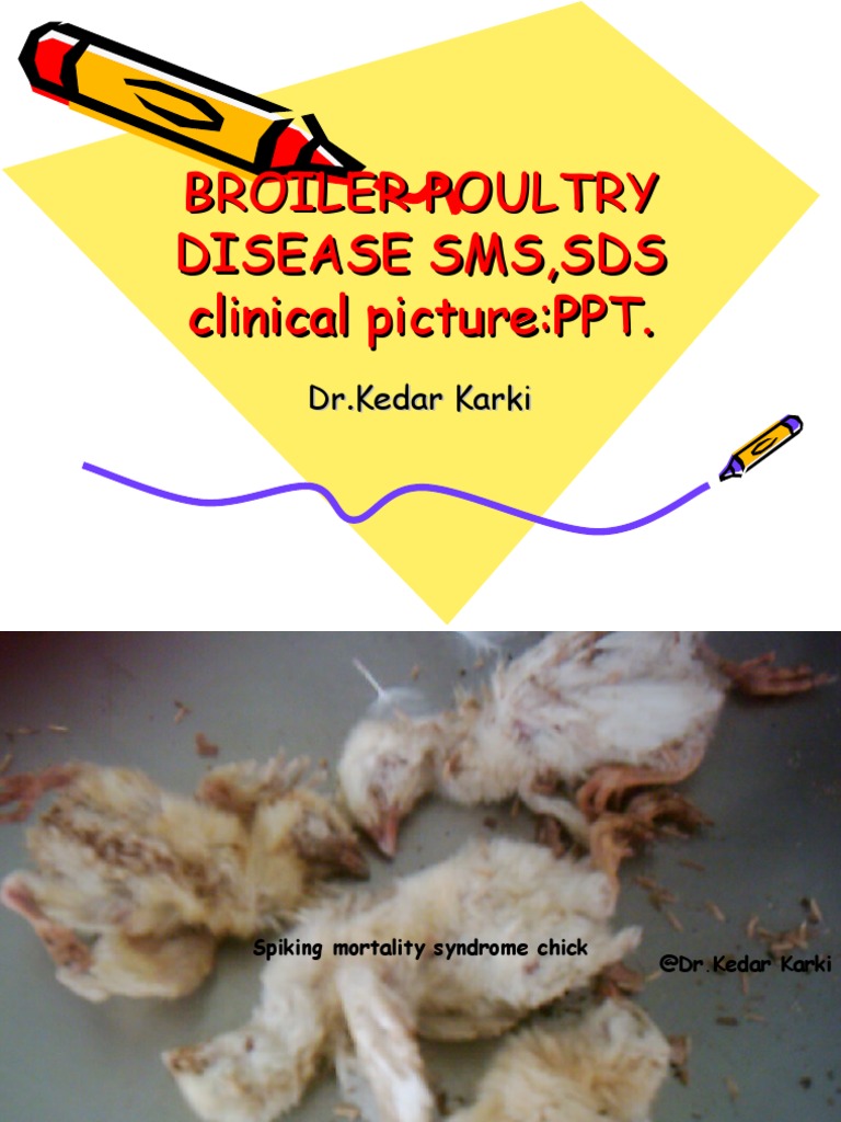 Broiler Poultry Disease