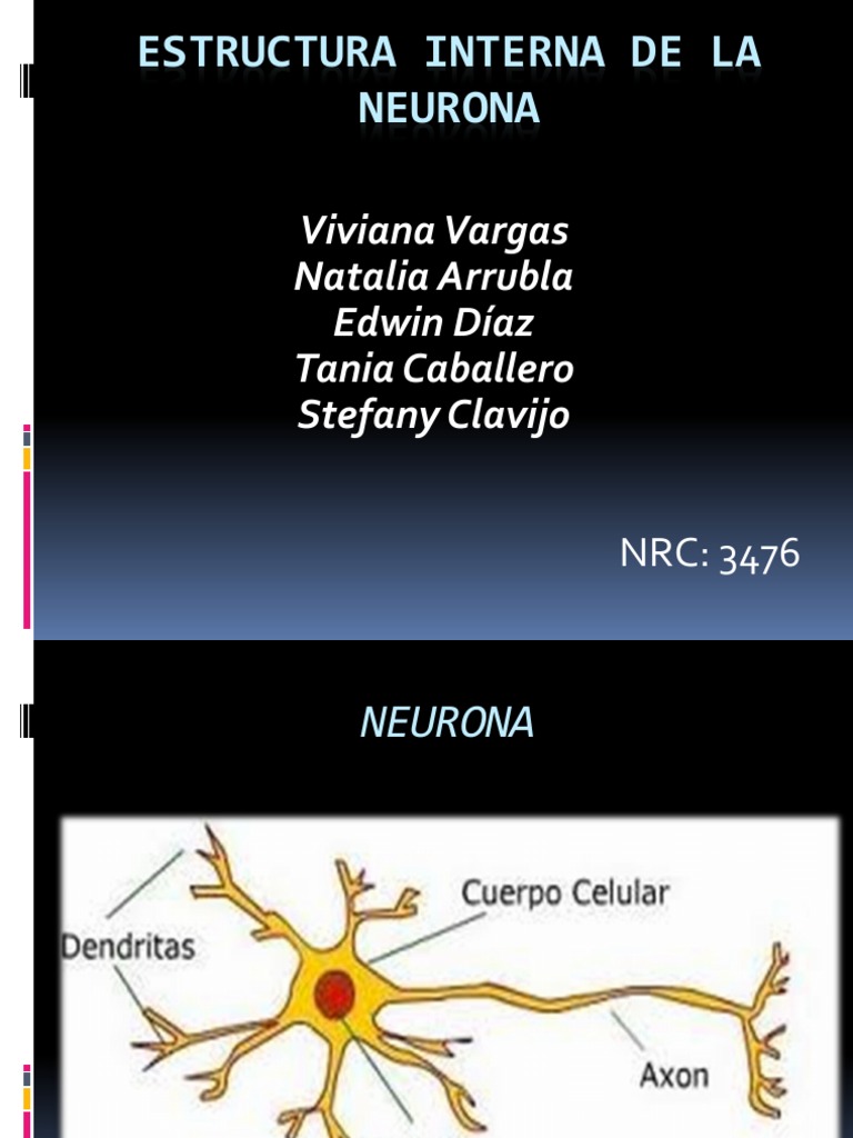 Estructura Interna de La Neurona | PDF