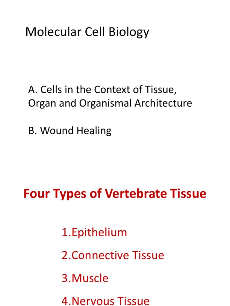 Tissue Types and Wound Healing | PDF | Epithelium | Wound Healing