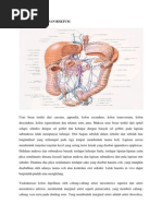 Anatomi Rektum | PDF