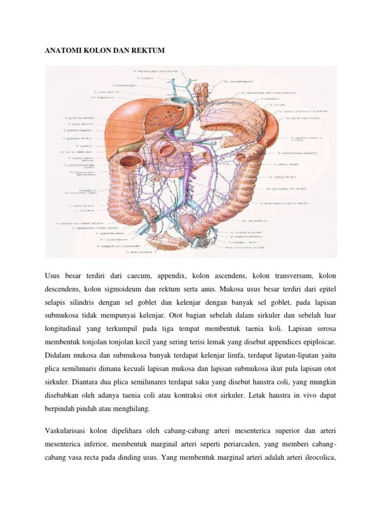 Anatomi Kolon Dan Rektum | PDF