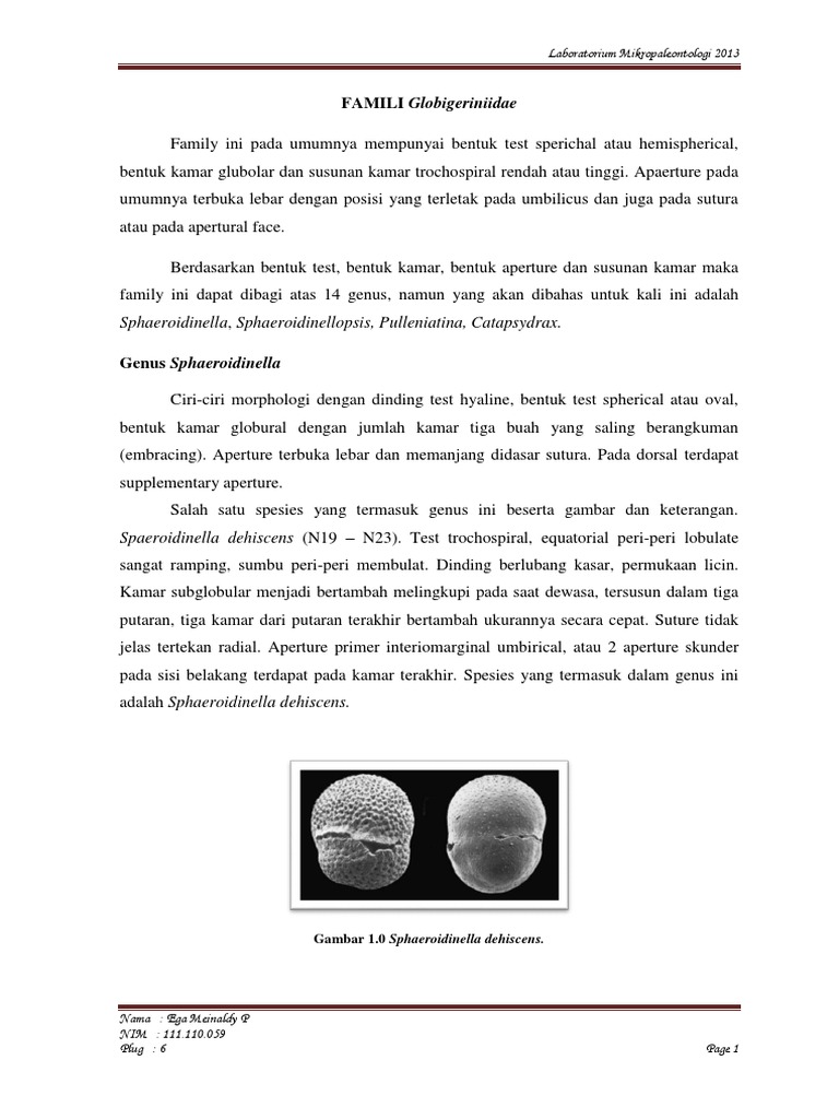 Genus Foraminifera: Sphaeroidinella dan Lainnya | PDF