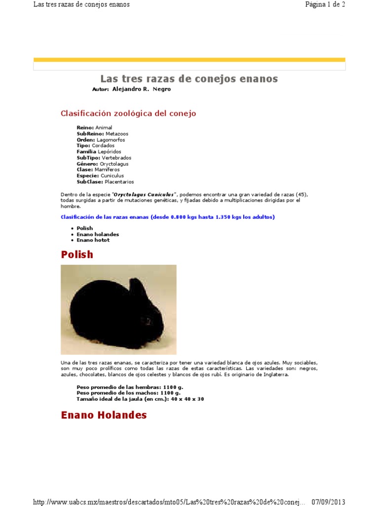 Razas de conejos enanos: Polish, Holandés, Hotot | PDF | Organismos ...