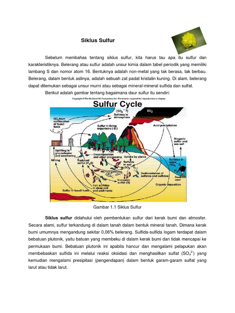 Siklus Sulfur | PDF