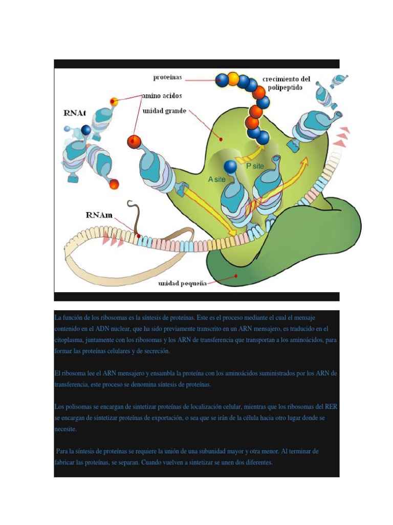 Funcion Del Ribosoma | Ribosoma | Rna