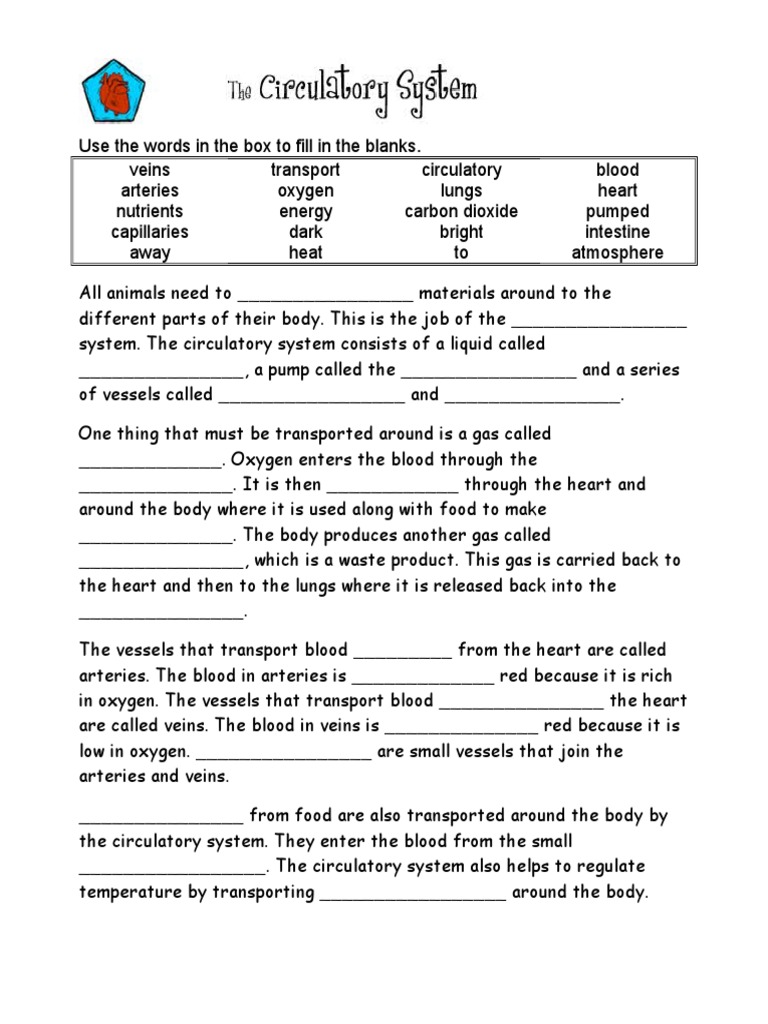 Circulatory Cloze Woorsheet | PDF | Heart | Blood