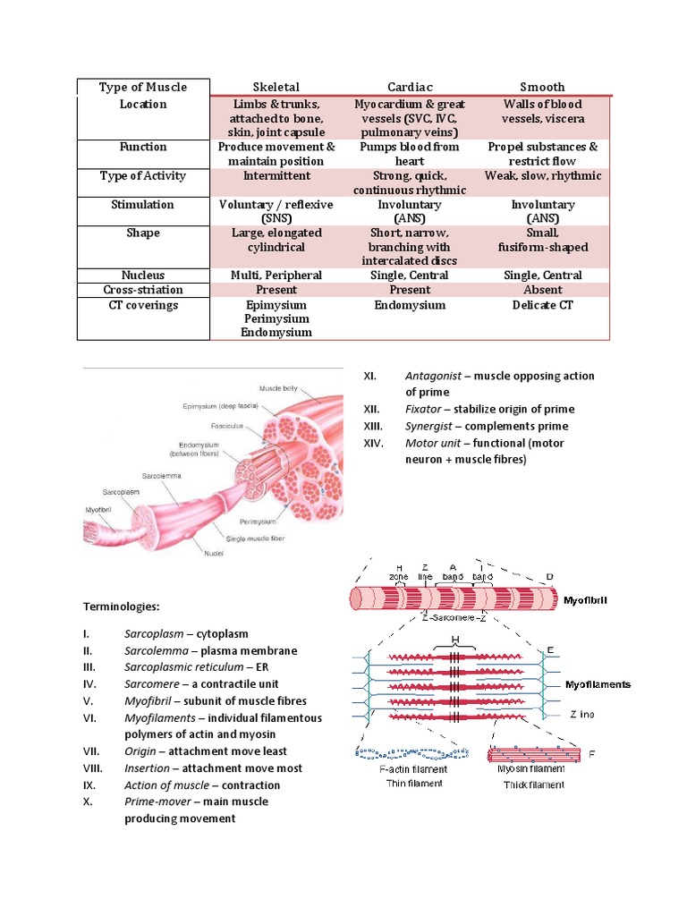 Types of Muscle: Functions and Features | PDF | Wellness | Science ...