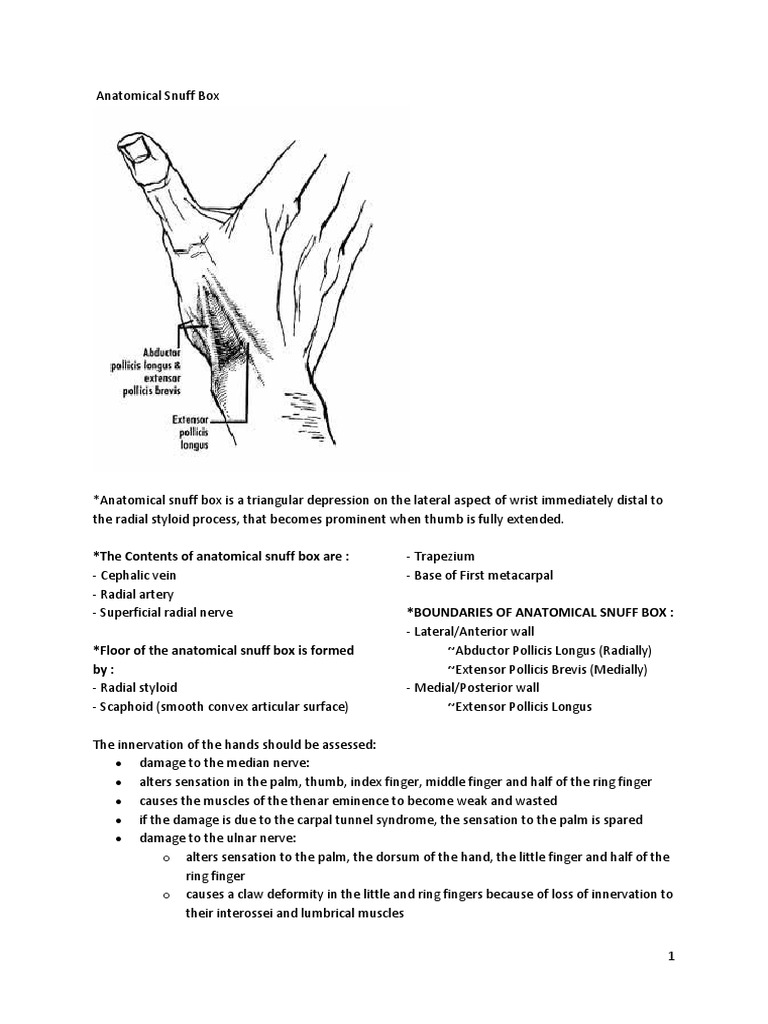 The Contents of Anatomical Snuff Box Are | PDF | Thumb | Hand