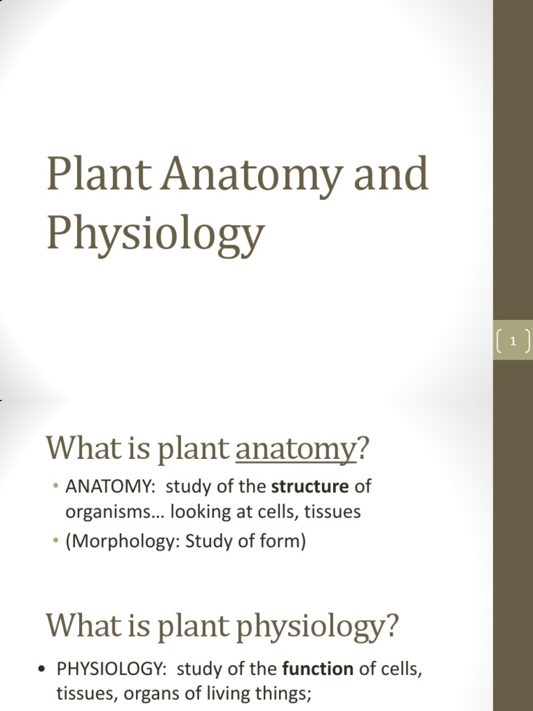 Plant Anatomy and Physiology | PDF | Plant Stem | Root