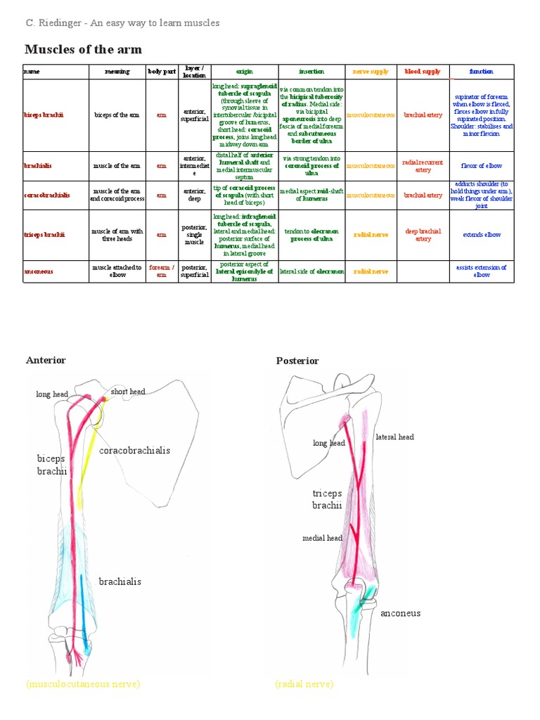 Upper Limb Muscle Anatomy Guide | PDF | Thumb | Hand
