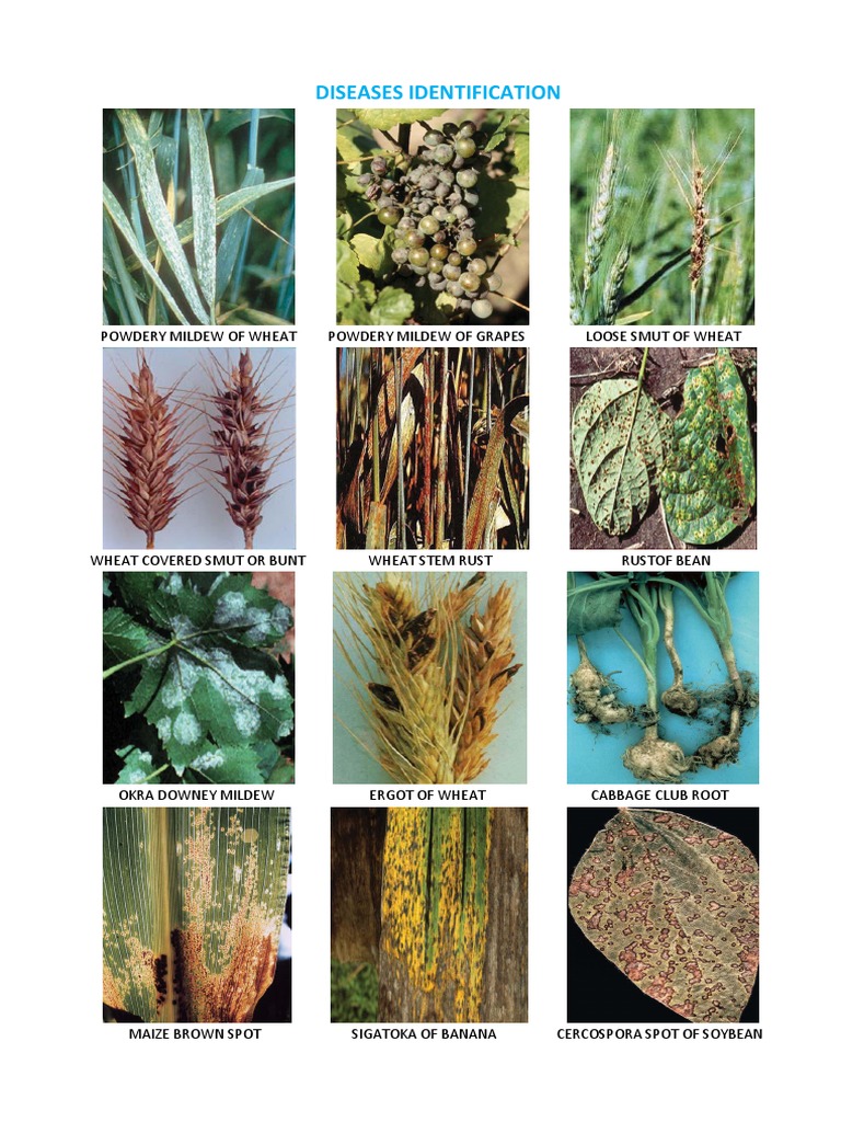Plant Disease Identification Guide | PDF