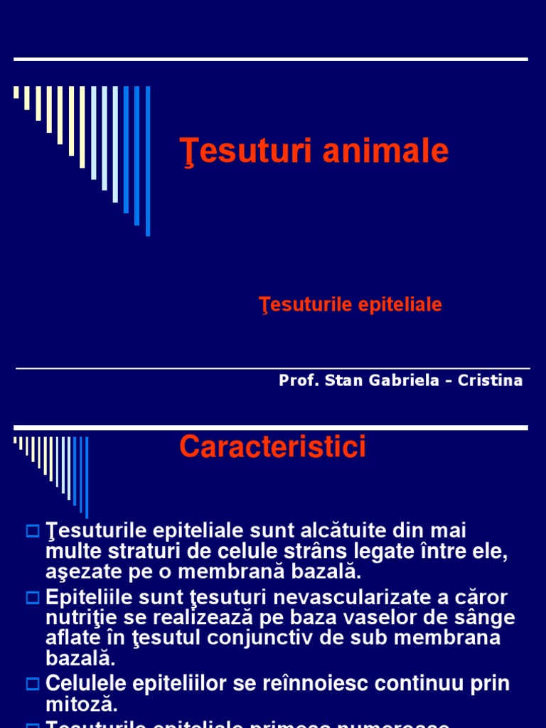 Tesuturi Epiteliale | PDF