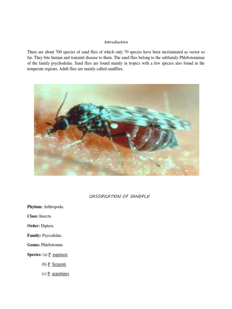 Classification of Sandfly | Wellness | Animal Diseases