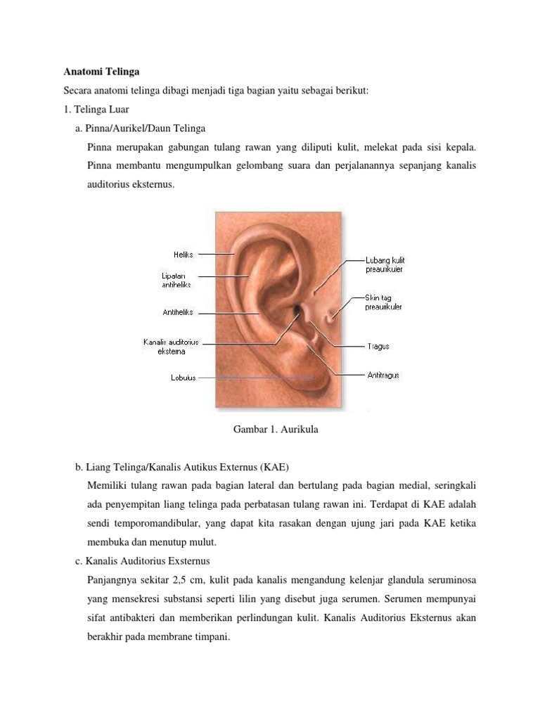 Anatomi Telinga | PDF