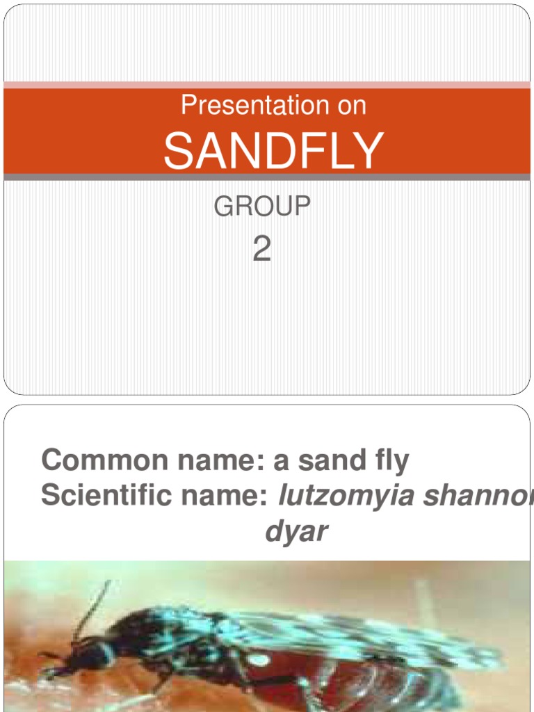 Sand Fly | PDF | Fly | Insects