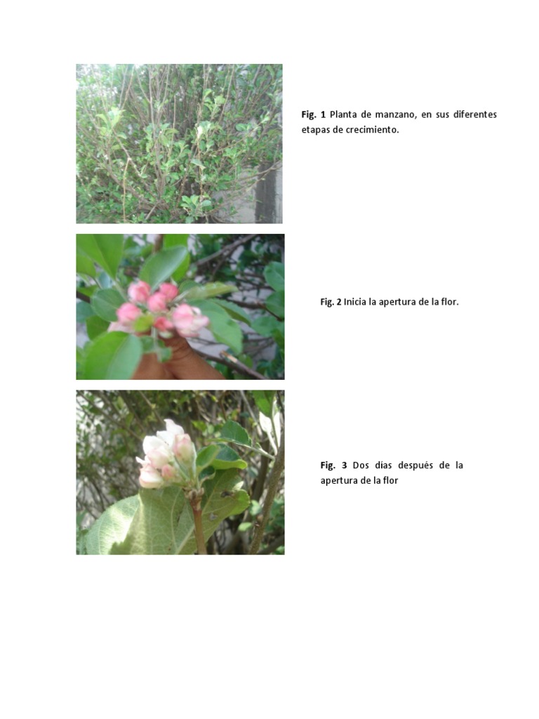 Ciclo Fenologico Del Durazno.1 | PDF