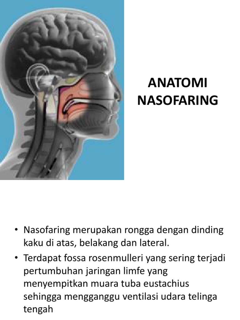 Anatomi Nasofaring | PDF
