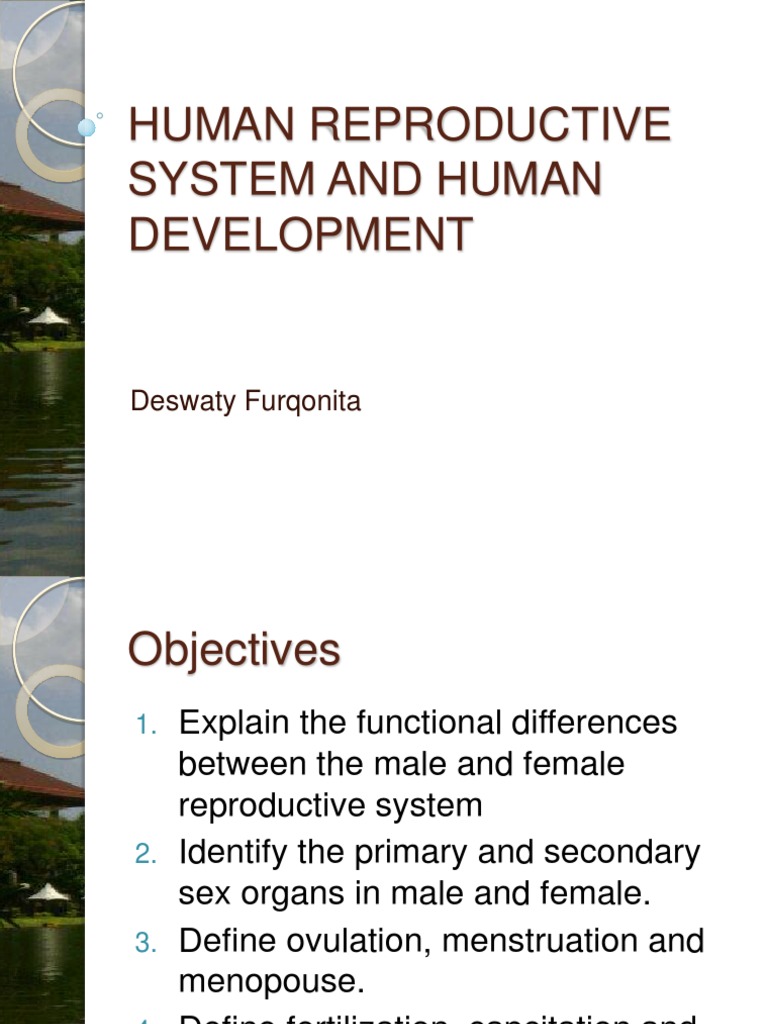 Human Reproductive System and Human Development: Deswaty Furqonita ...