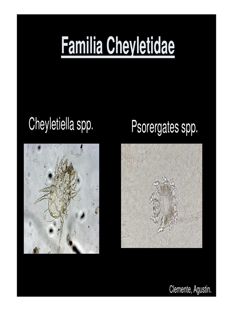 Familia Cheyletidae | PDF