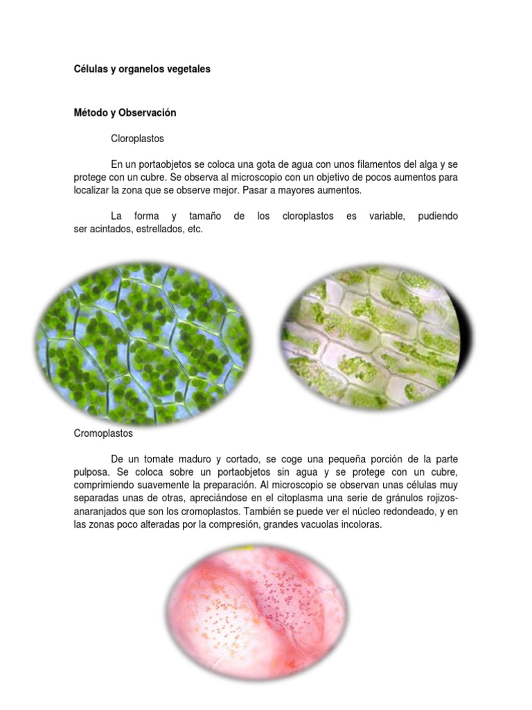 Células y organelos vegetales, hongos | Sangre | Glóbulo rojo