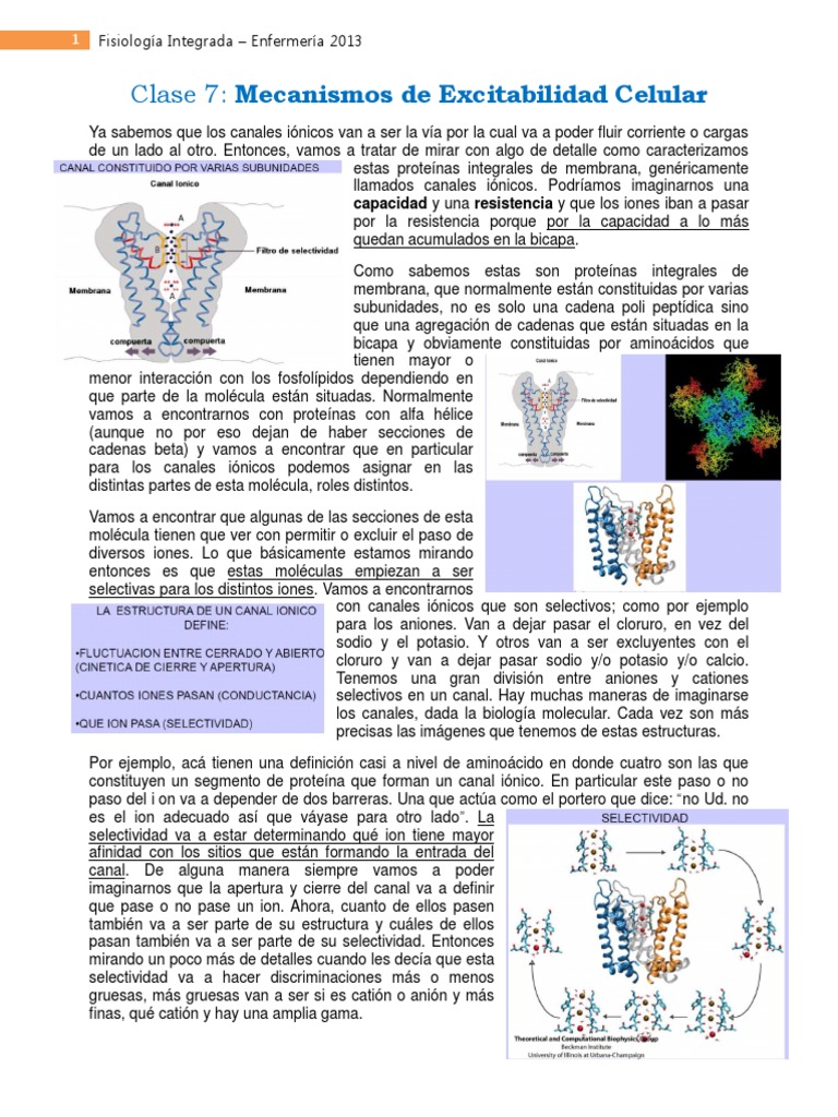 04 - 2 Excitabilidad II (Mecanismos de Excitabilidad Celular) | PDF ...