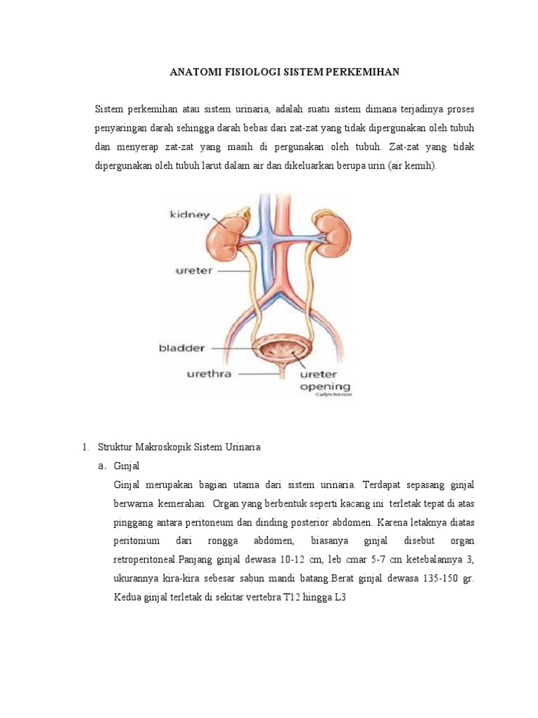 Anatomi Fisiologi Sistem Perkemihan | PDF